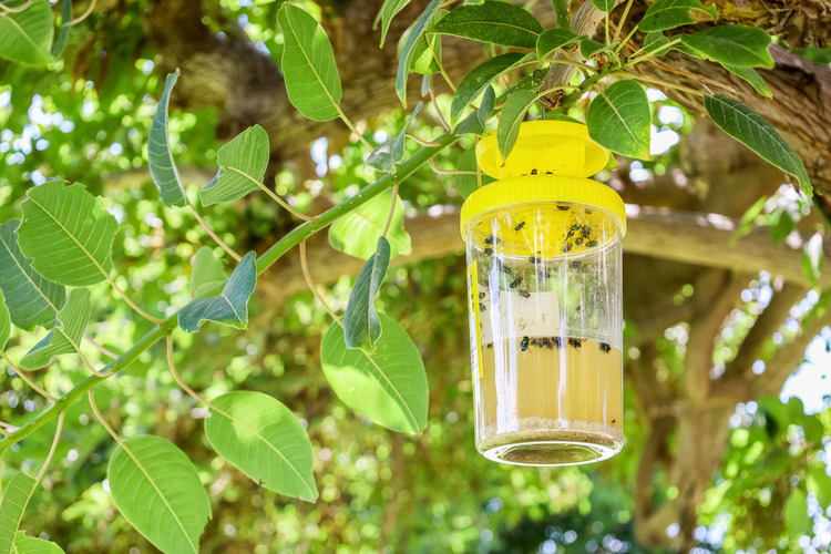 Flystrike, Wound Management, and Vector Control - Goat Journal